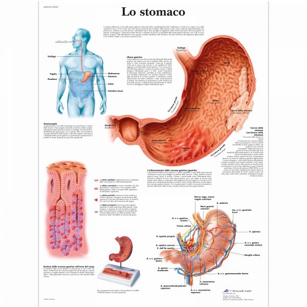 Disegno Istologico Dello Stomaco Etichettato